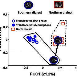 Plot of PCO from contour cross-correlations for calls of yellow-naped ...