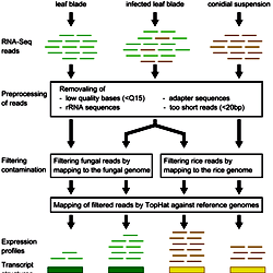 Schematic representation of RNA-seq analysis of mixed transcriptome ...