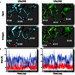 Properties of the E2 intra-molecular salt-bridge network.
