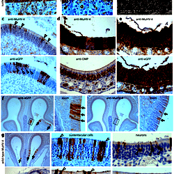Both olfactory neurons and sustentacular cells are direct infection ...