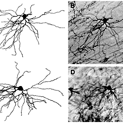 BDA-labeled basket cells.