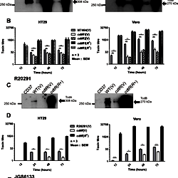 Analysis of TcdA and TcdB production.