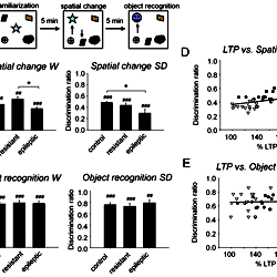 Relationships between LTP magnitude and memory function.