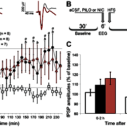HFS induced a late LTP in mPFC only when applied under PILO and NIC ...