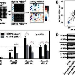PTEN synthetic lethality screening.