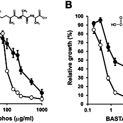 Bialaphos and sodium glufosinate sensitivity assay.