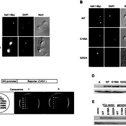 Stabilization of She3 has little effect on the asymmetric localization ...