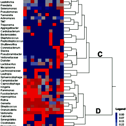 Two Way Cluster of Genera by Patient.