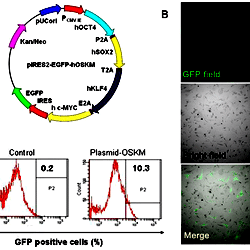 Generation of a polycistronic expression vector for iPSC generation.