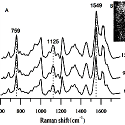 (A) Raman spectra of blood with different glucose concentrations; B: blood.