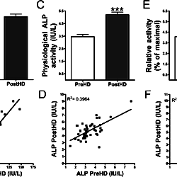 Physiological ALP activity increases post-hemodialysis.