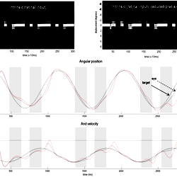 Smooth pursuit of a partially occluded target with and without high ...