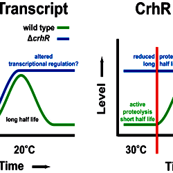 Schematic summary of crhR expression and regulation.