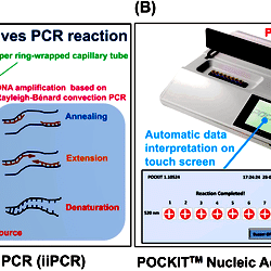 Diagrammatic representations of the insulated isothermal PCR (iiPCR ...