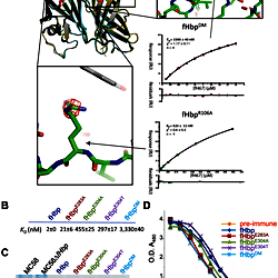 Structure and immunogenicity of V1 fHbps with impaired fH binding.