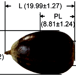 Profile of acorn measurement.