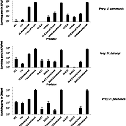 RGVC isolates kill bacterial neighbors.