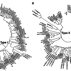 Phylogenetic trees of MAGEs.