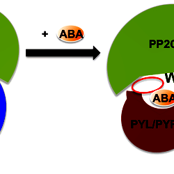 Cartoon presentation of the ABA core signaling pathway.