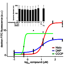 Niclosamide neutralizes acidic liposomal pH similar as the protein ...
