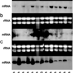 Northern blot analysis.