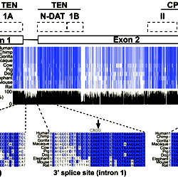 Large internal exon 2 is conserved in mammals.