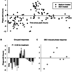 Phase shift responses to medium and DEX treatment of cultures of atrial ...