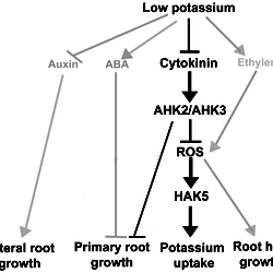 A schematic model for the roles of CKs in low K signal pathway.