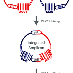 Joining barcodes with phiC31 integrase.