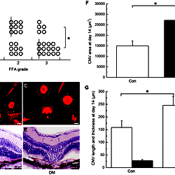 Hyperglycaemia promoted the development of CNV 2 weeks after laser ...