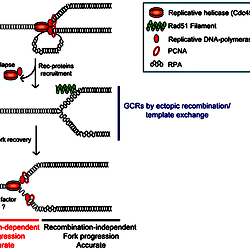 Model of replication-stress-induced genetic instability at collapsed forks.