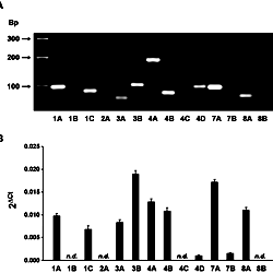 Expression analysis of mRNA encoding cAMP-PDE isoforms in RASMCs.
