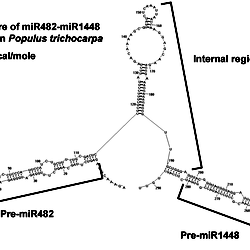 The tertiary structure of miR482-miR1448 polycistron in Populus ...