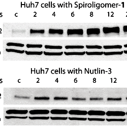 Time dependent Western analysis of the effect of compound 1 (15 µM) and ...