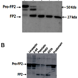 Expression, purification, refolding and processing of Pro-FP2.
