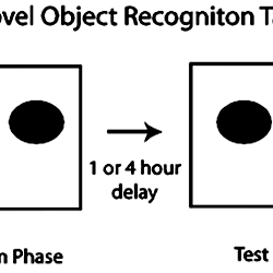 Novel Object Recognition task protocol.