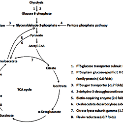 Pathway analysis of up- and down-regulated proteins associated with the ...