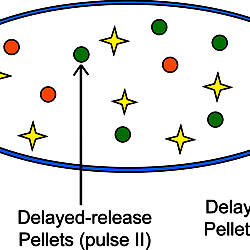 Schematic diagram of amoxicillin pulsatile release tablet.