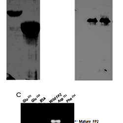 Role of salt bridge and hydrophobic interactions in FP2.