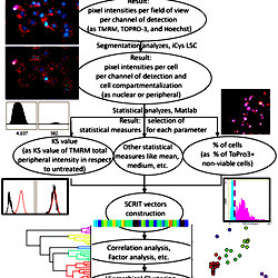 Schematic demonstration of high content screen and analysis.