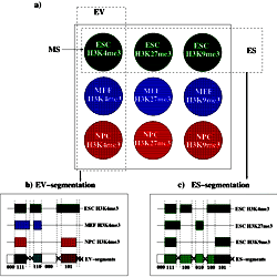 Segmentation of the whole genome.