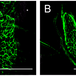 Images of a wing disc, where the apical cell outlines of the disc ...