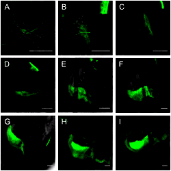 Engrailed expression pattern in the cells of a left wing disc over time ...