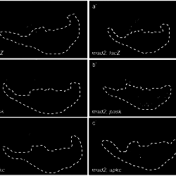 DNA damage (anti-P-H2AvD) staining of third instar larval wing discs.
