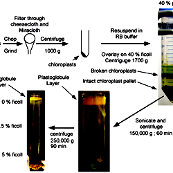 Schematic representation of chloroplast and plastoglobule extraction ...