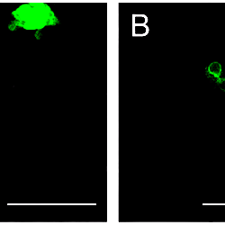 Two in vivo images showing the first apterous-expressing cells in the ...
