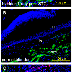 Comparison of BrdU-labeling in regenerating bladder versus normal ...