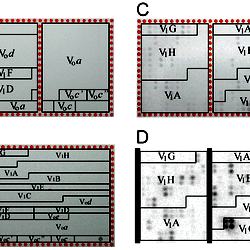 Array design and analysis.