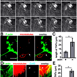 Formation of TNT-like structures between neurons and astrocytes.