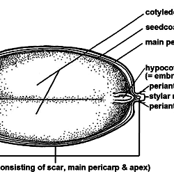 Diagram of a Quercus fruit showing the pericarp components, hypocotyle ...